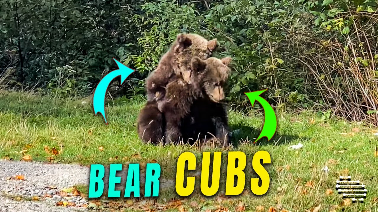 Two Bear Cubs Playfully Frolic Near The Road Youtube