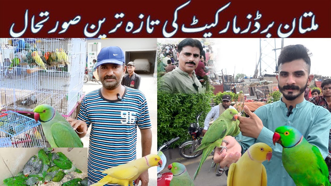 FRIDAY Birds Market Multan NEW Up Date #petsvlog #lahorebirdsmarket # ...