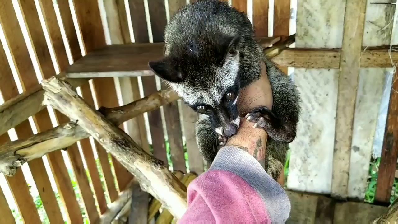Cara Menjinakan Musang Bulan dan Musang Pandan Dengan Cepat - YouTube