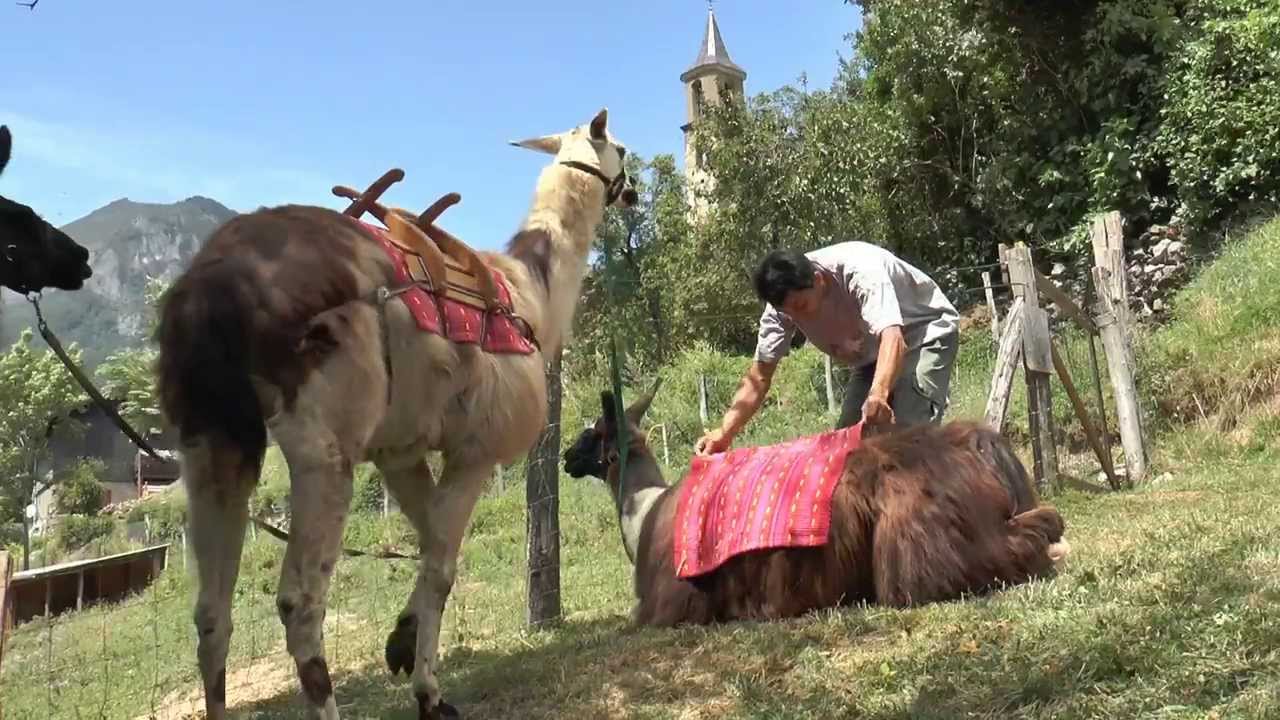 LA FERME DES LAMAS - Qualité Outdoor Ariège Pyrénées - YouTube
