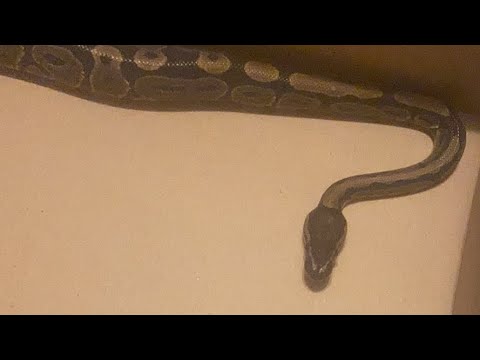 I Got BIT! Feeding Ball Python named Lord - YouTube