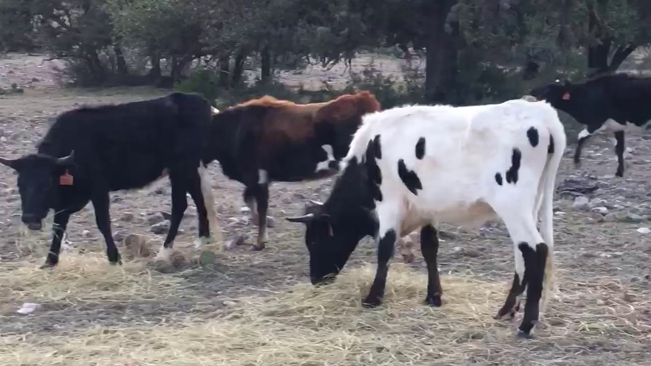 Fresh Corriente Roping Cattle - YouTube