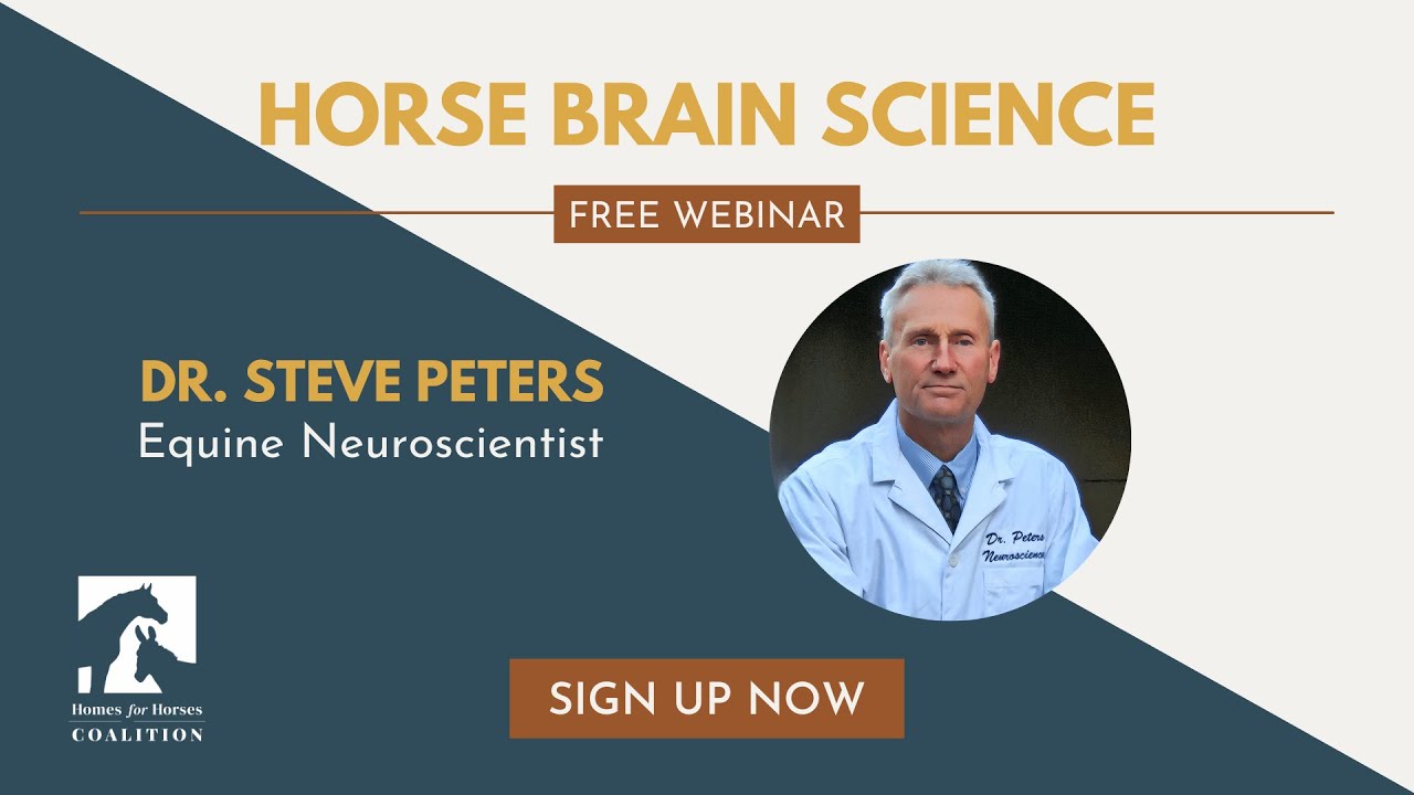 Horse Brain Science with Dr. Peters - YouTube