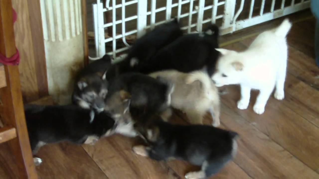Sassy pups Corgi/inu's It's Tug of War time - YouTube