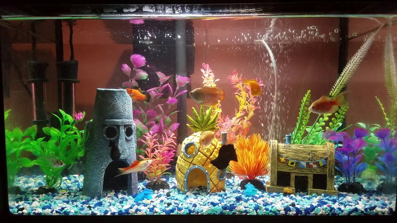 THE BEST SPONGEBOB FISH TANK - YouTube