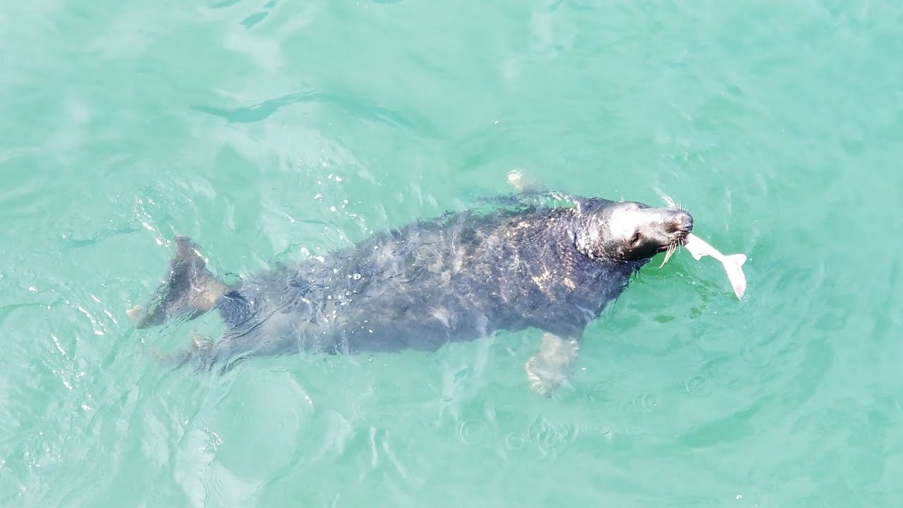 Wild seals in Chatham Massachusetts 8/23/20 - YouTube