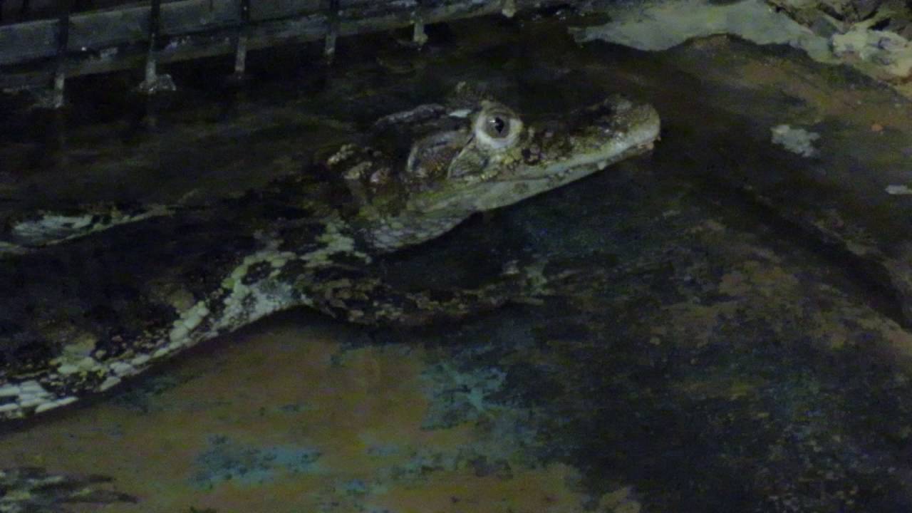 Broad Nosed Caiman Southern South America Reptile Lagoon South of the ...