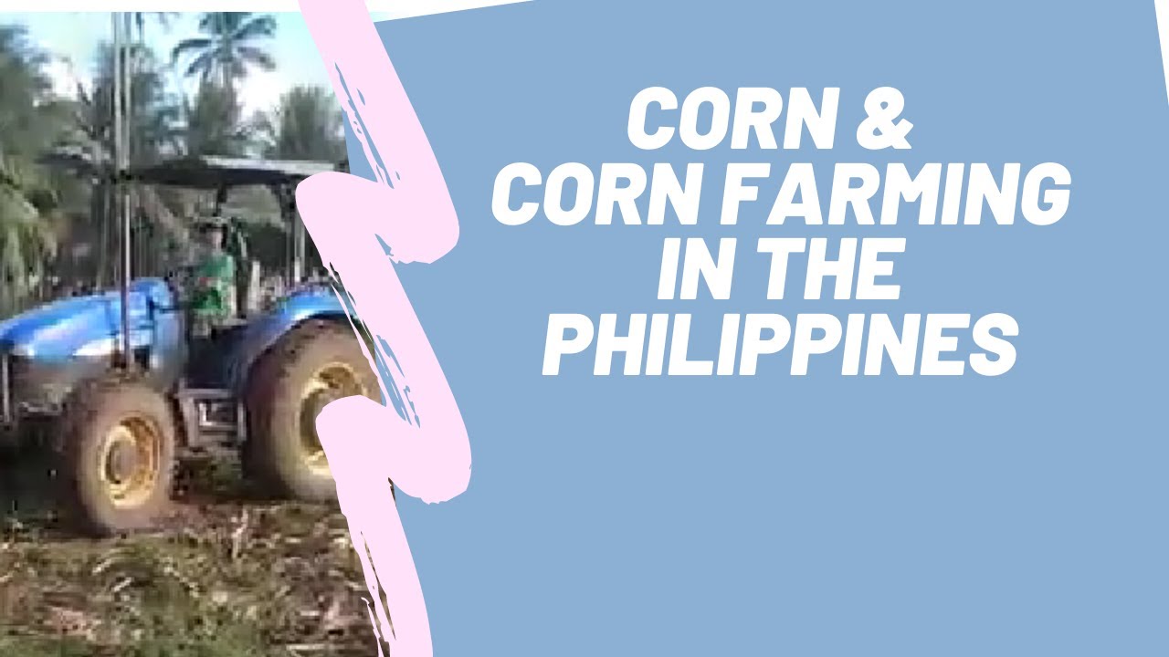 MAKING MONEY $$$$$_CORN & CORN FARMING IN THE PHILIPPINES - YouTube