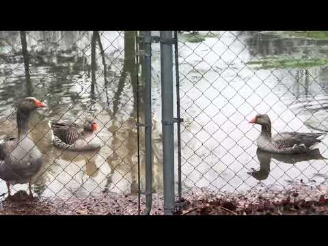 It's a Great Day for Ducks....or Geese at FFRC 🪿🦆🪿