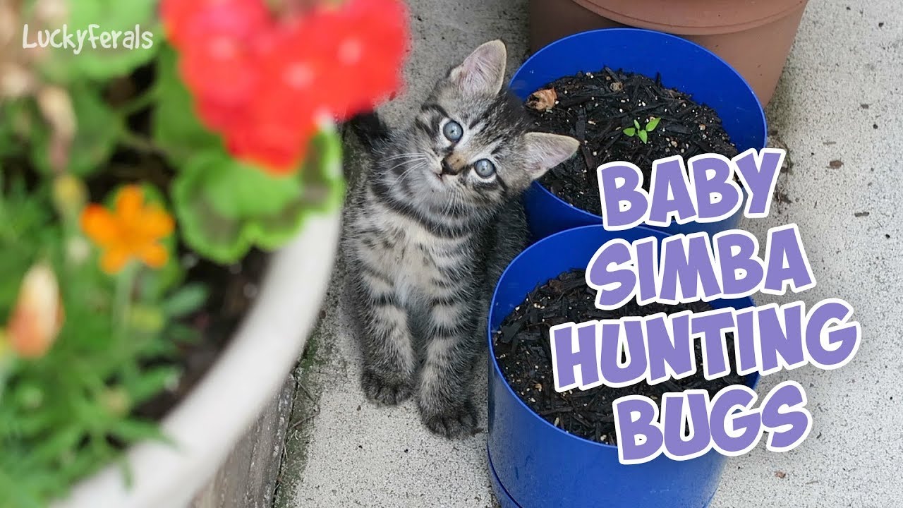 Feral Kitten Hunting Bugs and Playing With A Rock - Baby Simba! - YouTube