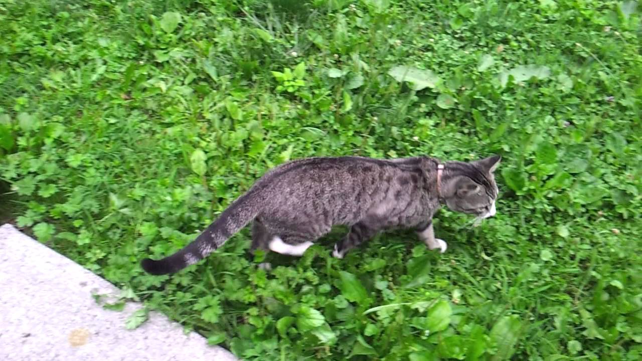 My cat Charlie - YouTube