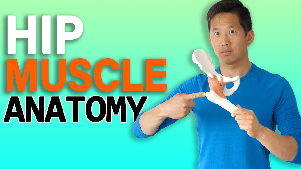 Super Basic Hip Muscle Anatomy And Movements For Beginners - YouTube