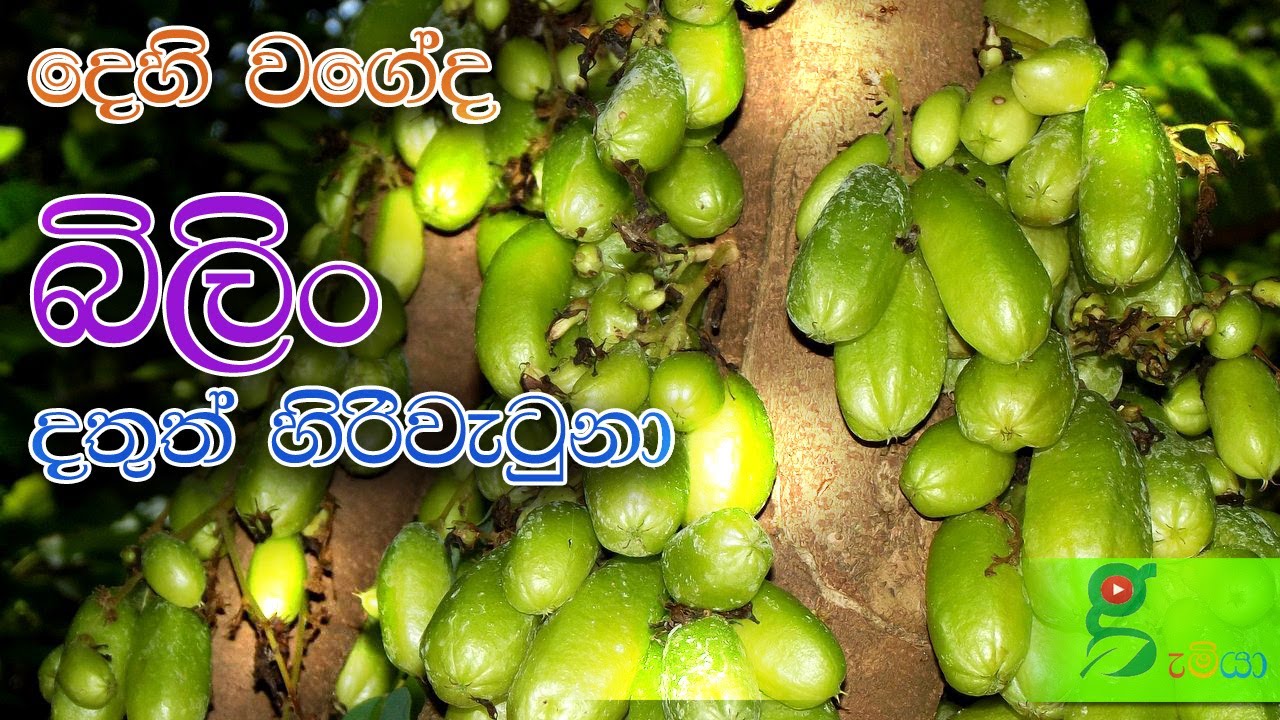 72 කැස්සට දියවැඩියාවට ගුණදෙන බිලිං How to plant Bilinbi tree - YouTube