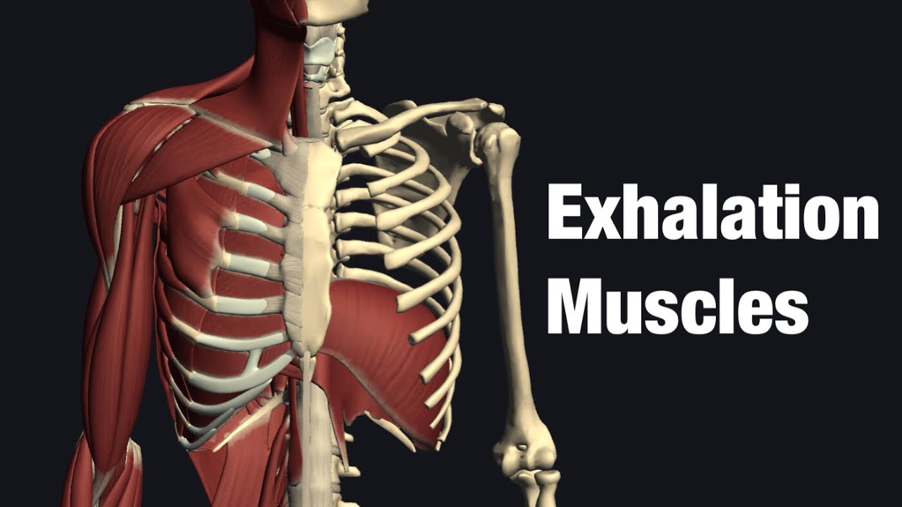 Anatomy of breathing muscles: exhalation - YouTube