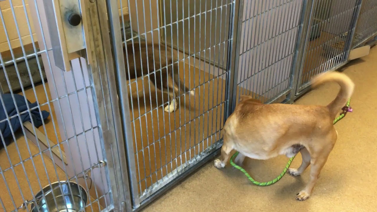 Benson dog dog - YouTube