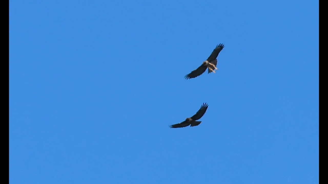 Red-tailed hawks courtship flight - YouTube