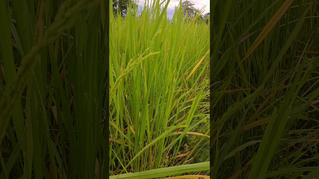 rat traps at rice fields - YouTube