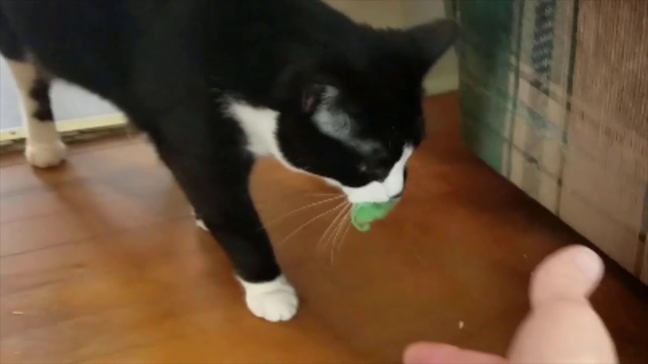 Cat Fetching Like a Dog - YouTube