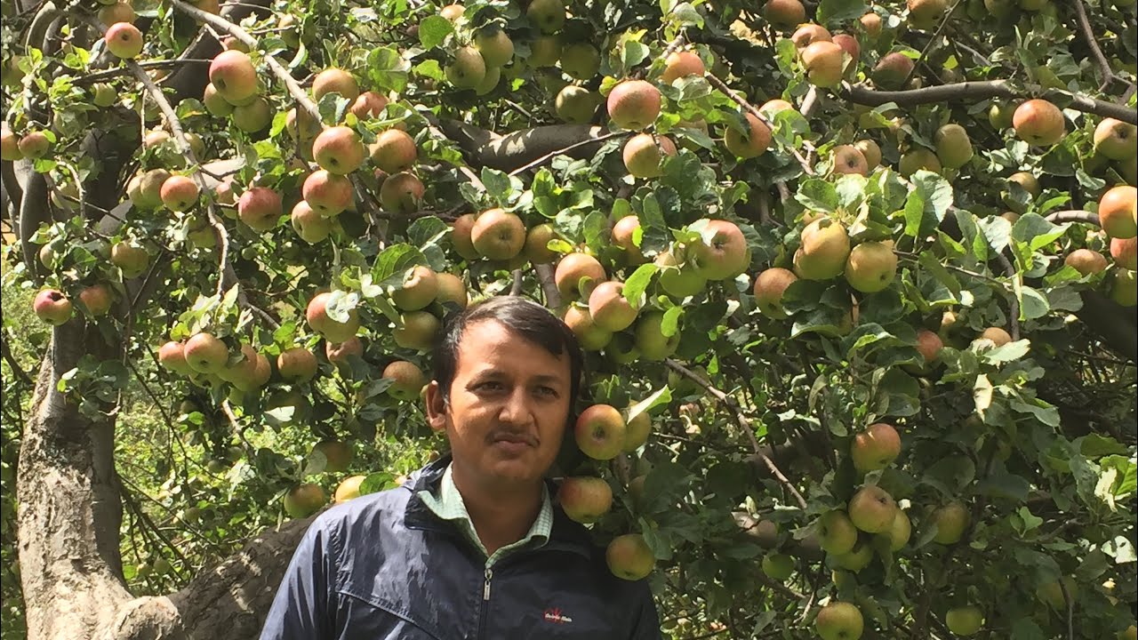 High Density Apple || Agro Manang|| Manoj Kumar Shahi|| - YouTube