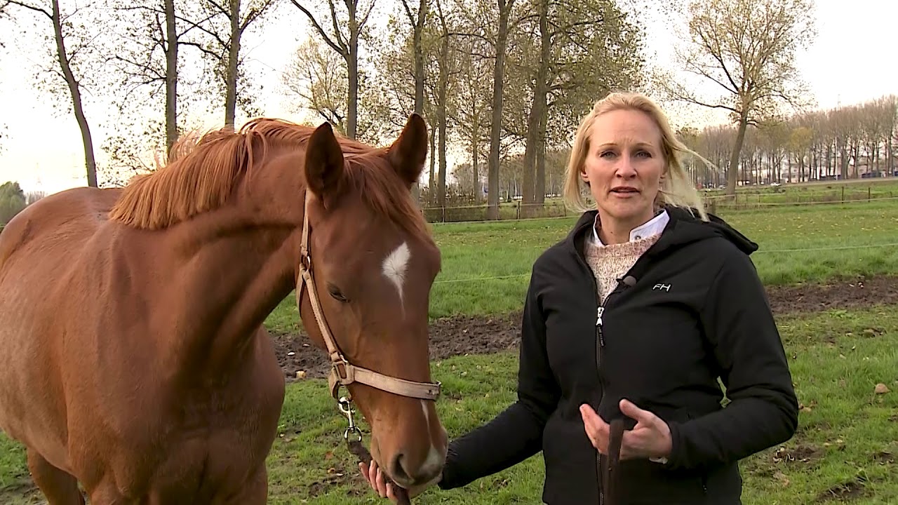 Equina op Hippo TV: Stalondeugden - Rusteloos gedrag - YouTube