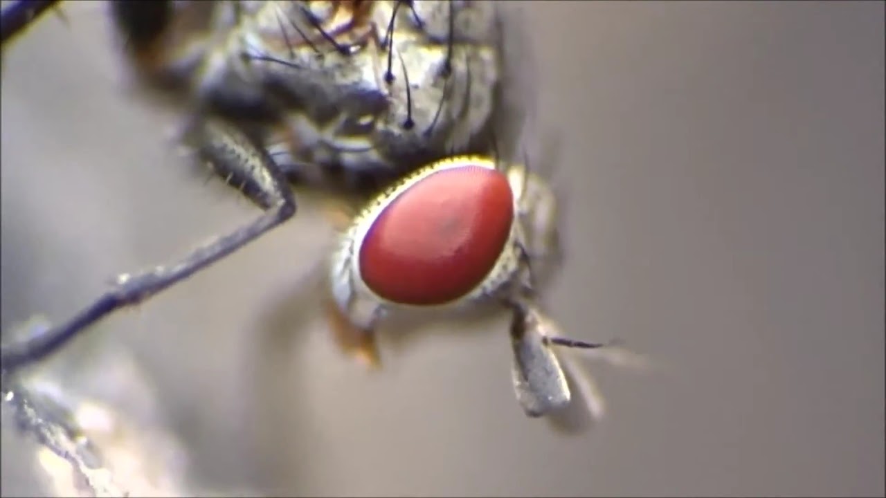 Mosca parasitoide de la subfamilia Exoristinae, - YouTube