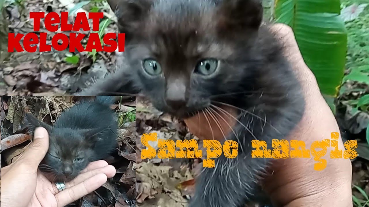 ANAK KUCING HITAM TERIAK MINTA PERTOLONGAN😢#kucingkampung #kucingliar # ...