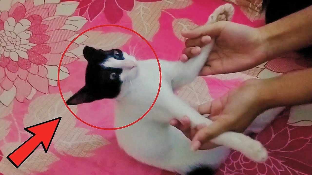 Baby Cats - Cute and Funny Cat Videos Compilation | I love You Cats ...