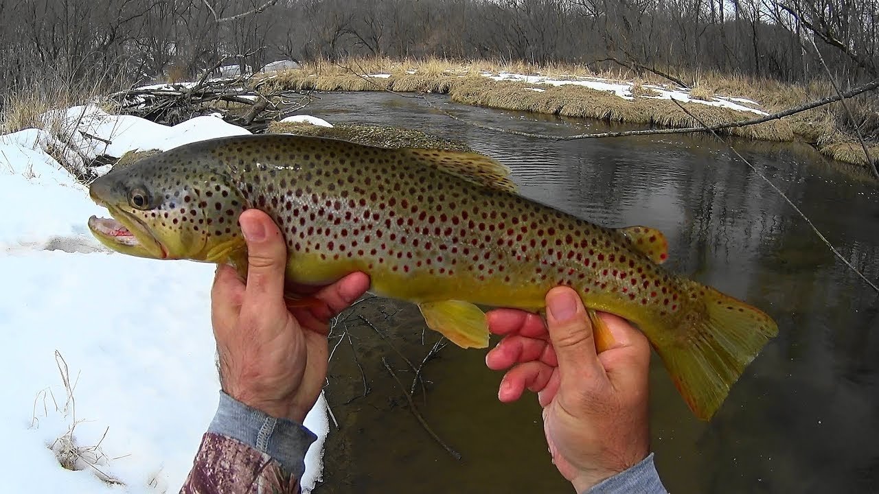 Wisconsin Trout Fishing - 5th fish over 18" this season - YouTube