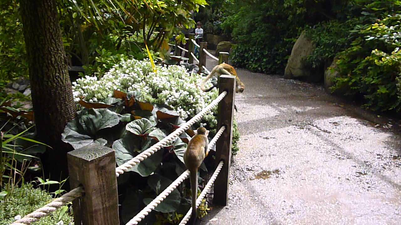 Squirrel Monkeys at Blackpool Zoo - YouTube