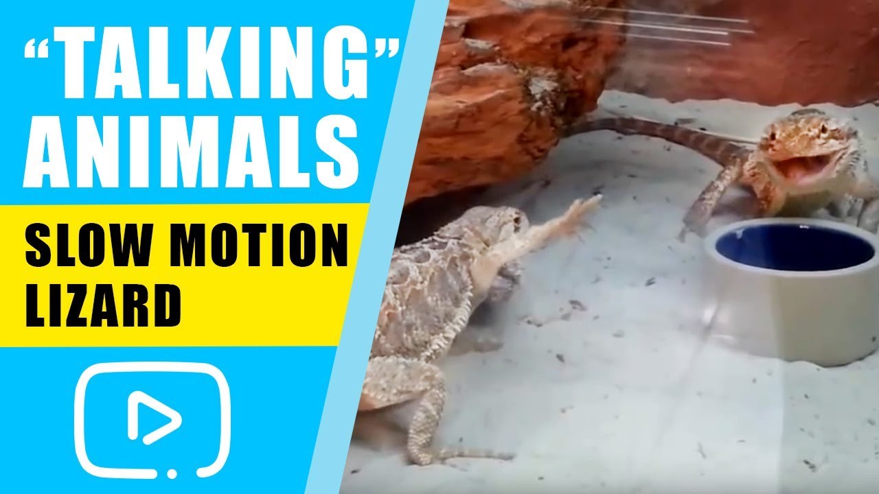 Slow Motion Lizard - Funny Animals - YouTube