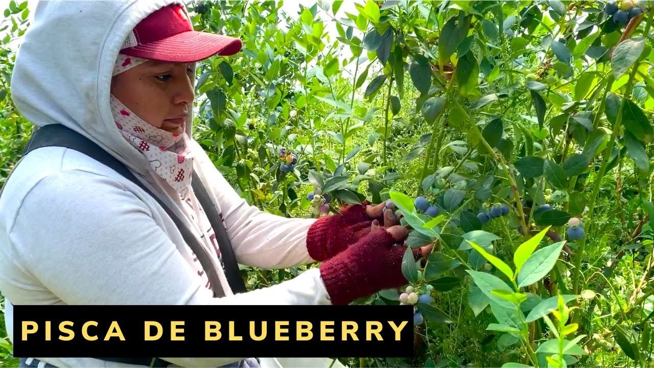 Cosecha De Blueberry | Como se Pisca Blueberries? - YouTube