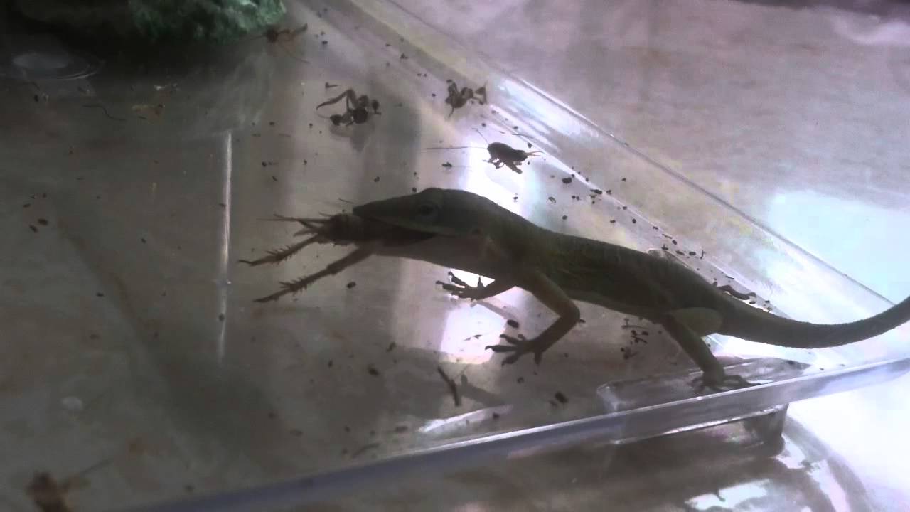 Green Anole Lizard Eats Huge Cricket..GNARLY - YouTube