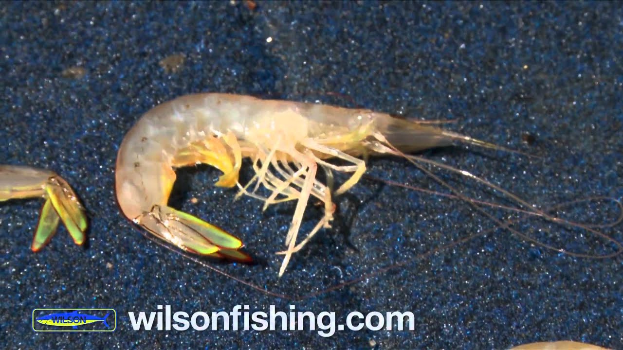 How to catch Banana Prawns - YouTube