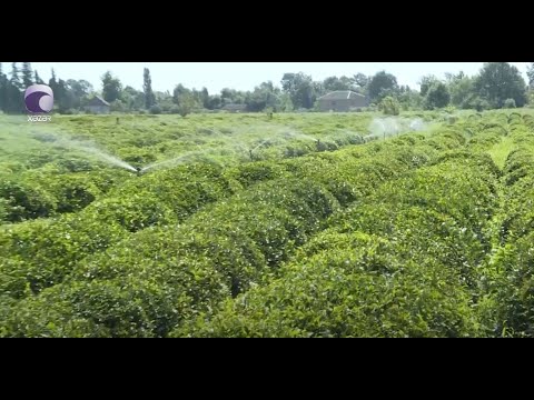 Astarada 50 ton çay yığıla bilər...