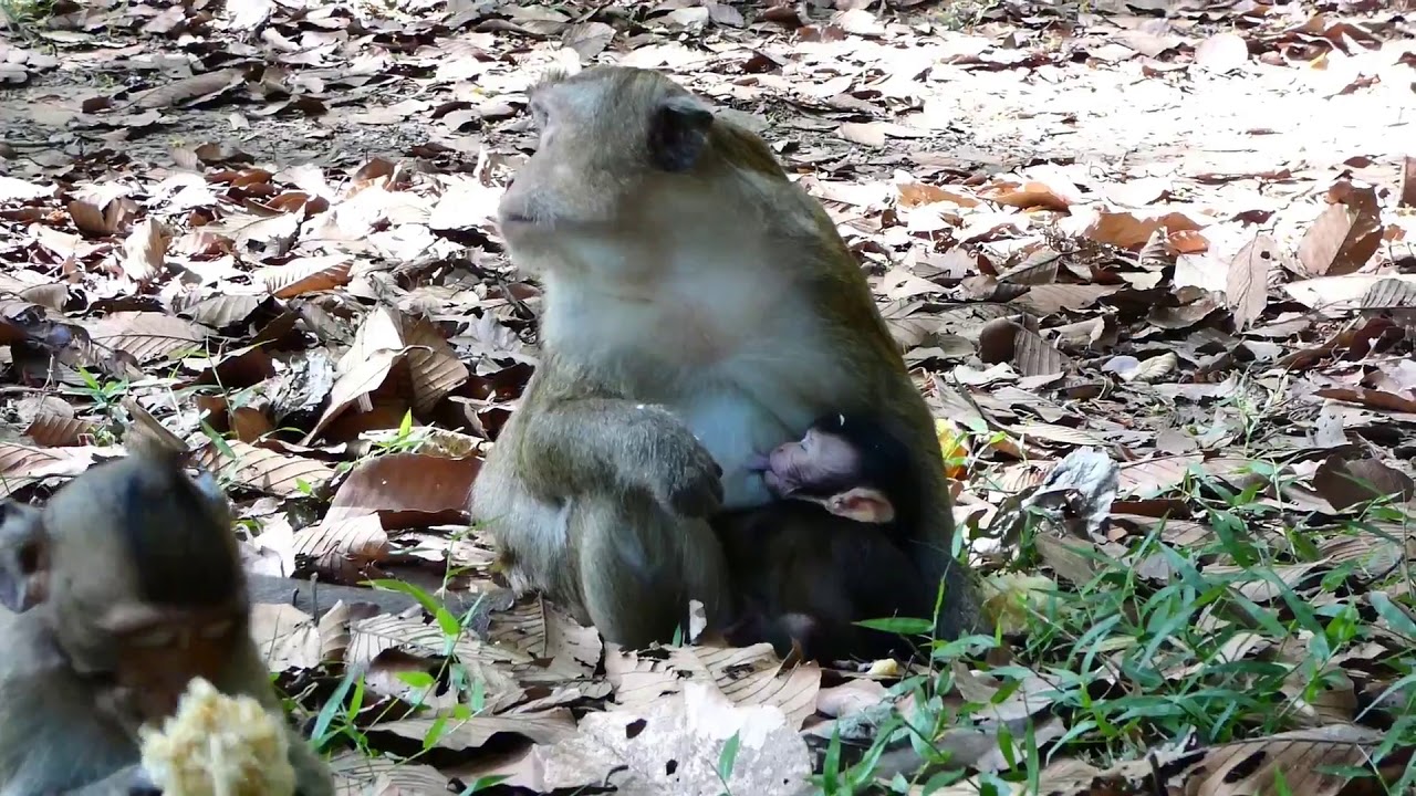 Amazing Monkey + SR : Monkey Meeting with Babies Videos. Funny Monkeys ...
