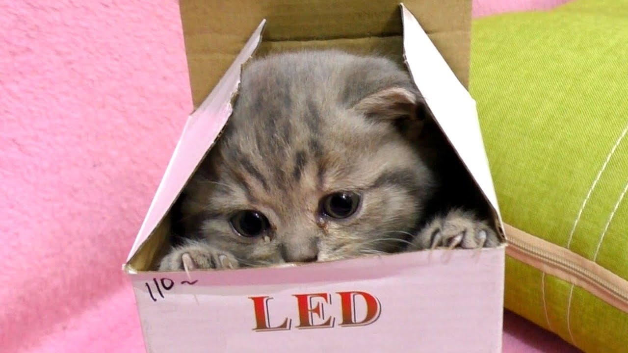Kitten Street in the box - YouTube
