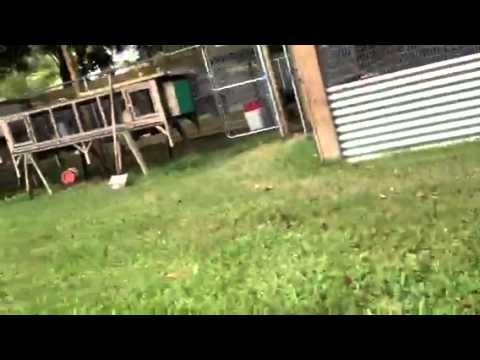 My oeg bantam spangled rooster - YouTube
