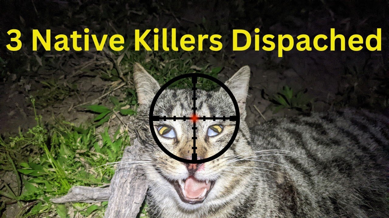 Shooting Cats Caught Red Handed - YouTube