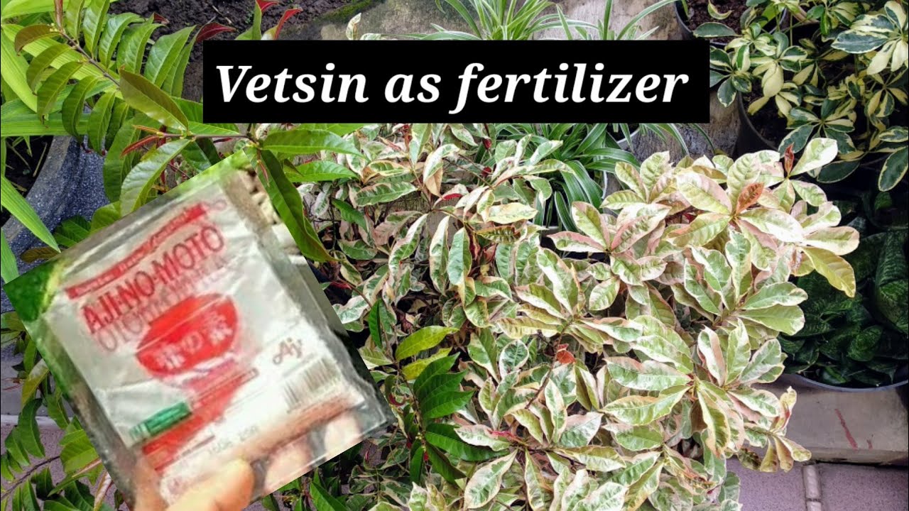 Vetsin for plants//Vetsin as fertilizer//Vetsin as plant fertilizer ...