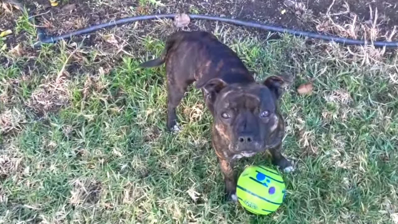I had to Bribe my Dog - YouTube
