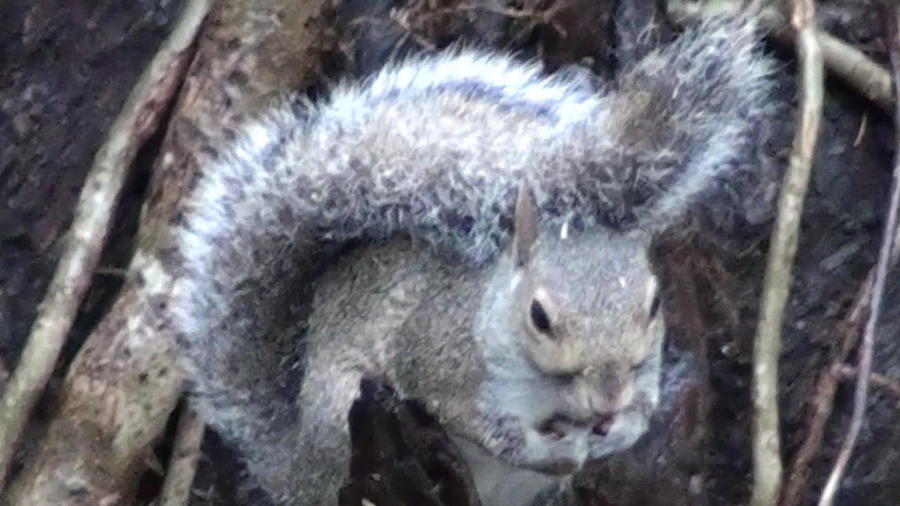 How Does A Squirrel Clean House? - YouTube