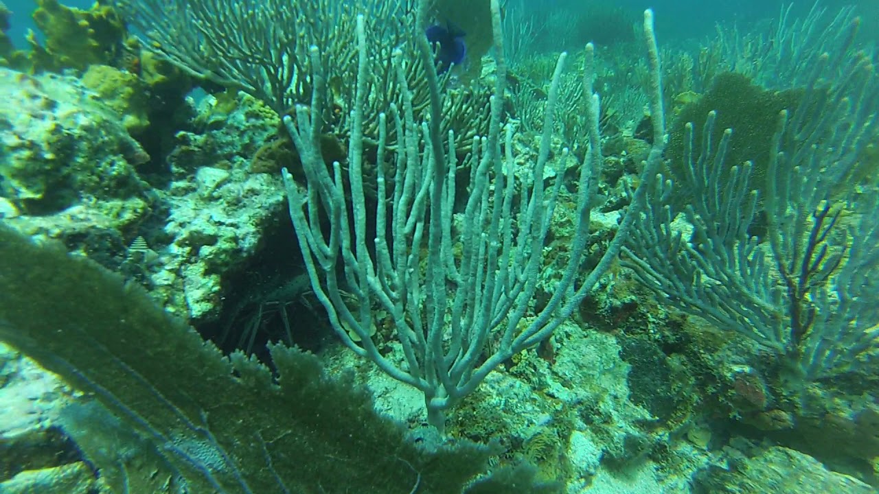 JimJam Dive - Cow and Calf Part 1, St Thomas USVI - YouTube