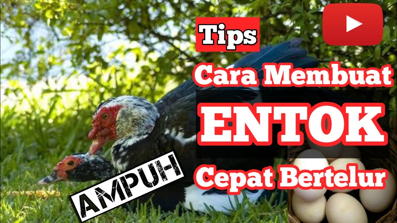 Cara membuat ENTOK cepat Bertelur || AMPUH || #entoklokal #mentok # ...