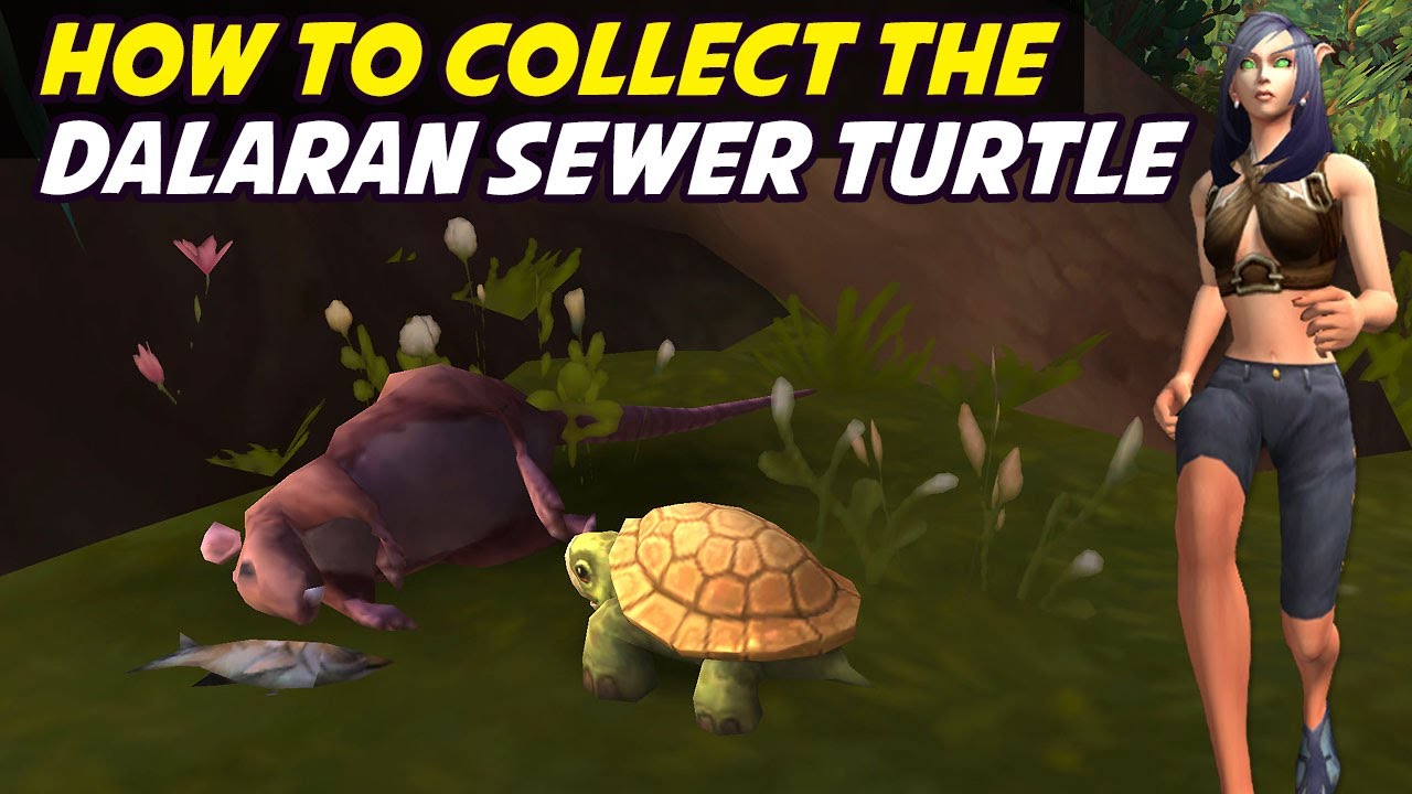 How to Collect the Dalaran Sewer Turtle (Turtle Thanks) - YouTube