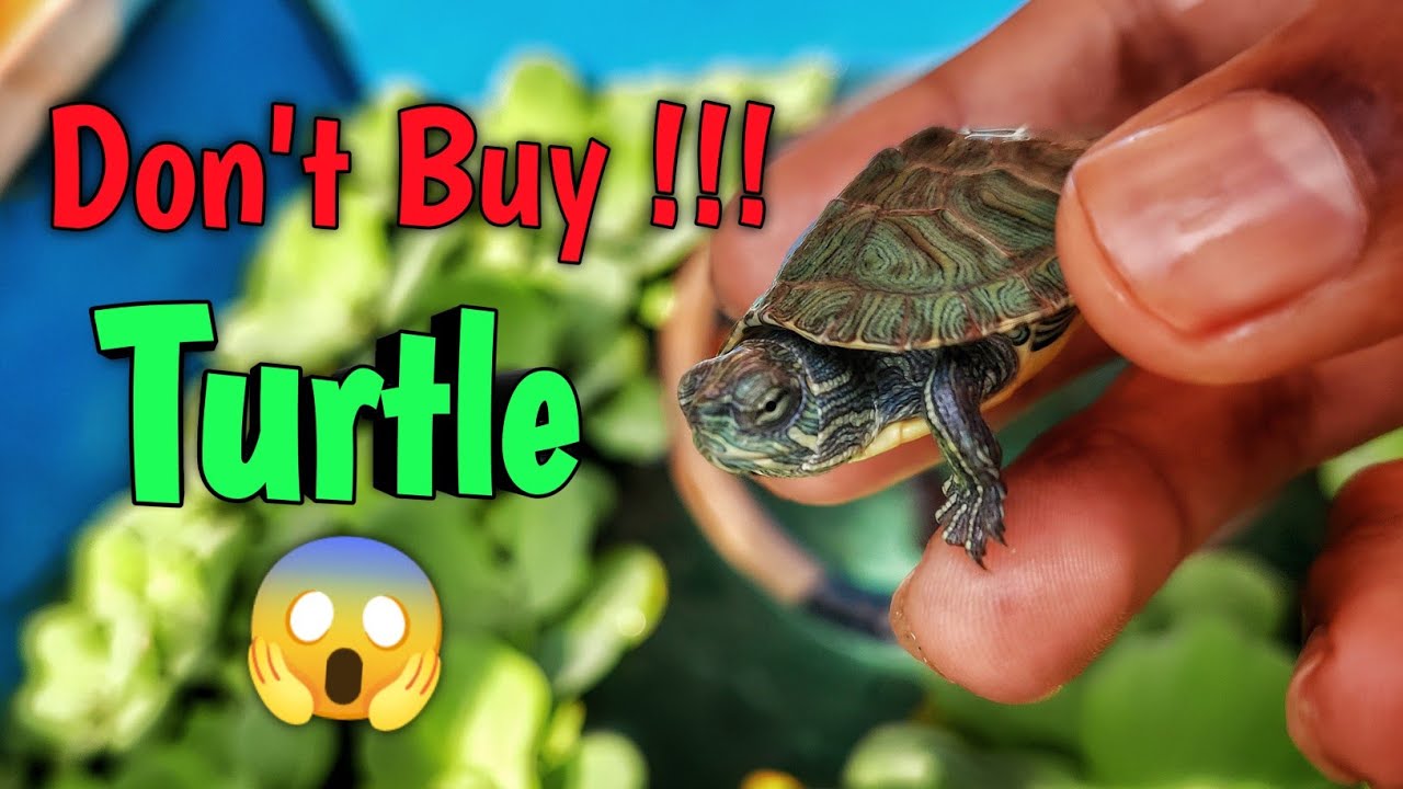 Don't buy turtle!!! 🐢 before watching this 😱 - YouTube