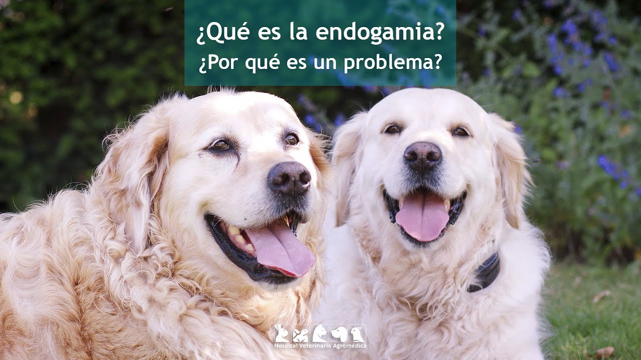 ¿Qué es la endogamia y por qué es un problema? - YouTube