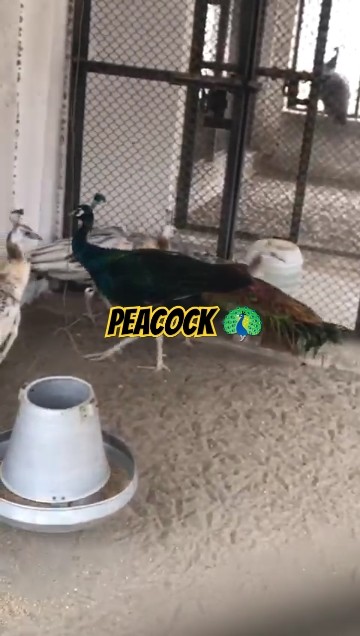 Beautiful peacock 🦚 # support my channel#peacock #beautiful #foryou ...