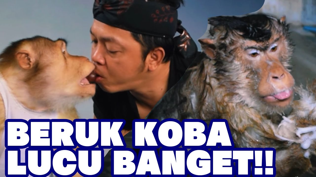 VIDEO INI ISINYA MONYET LUCU BERUK KOBA SEMUA, BERUK JACKY KALAH LUCU ...
