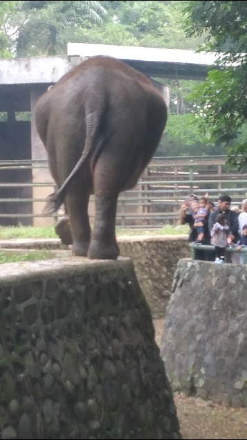 Elephant Test Failed - YouTube