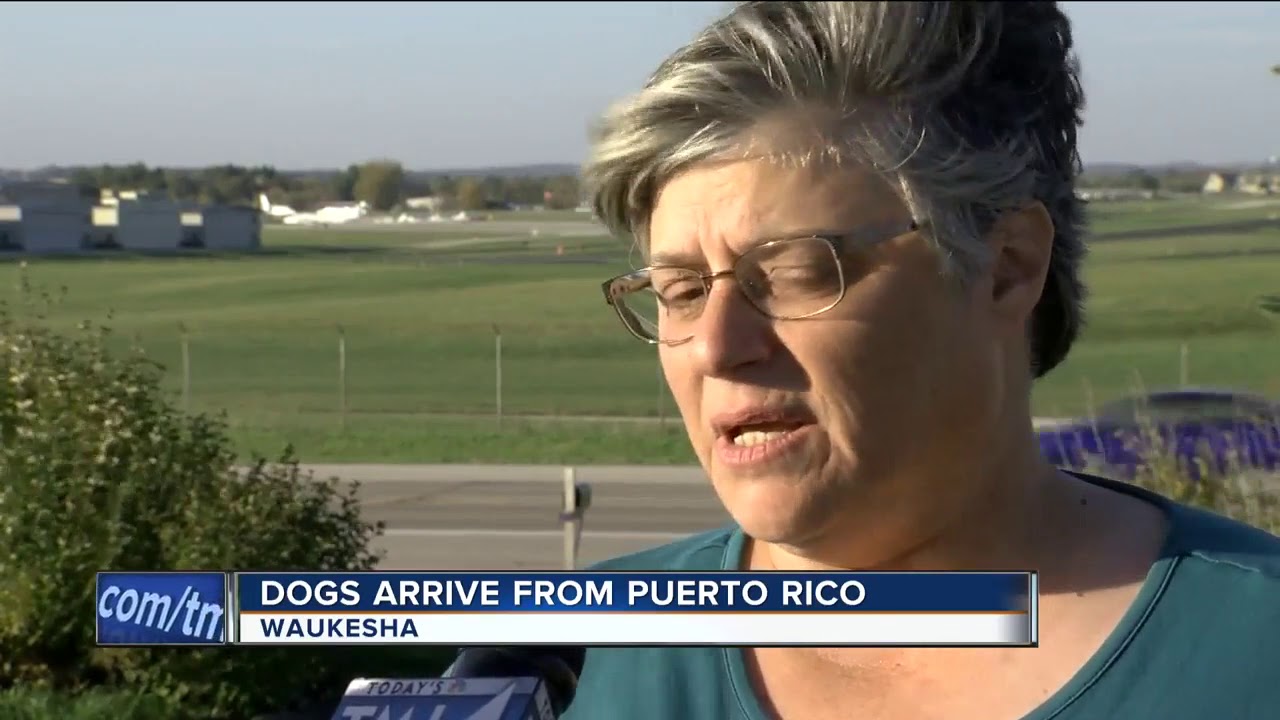 HAWS rescues dogs from Hurricane Maria devastation - YouTube